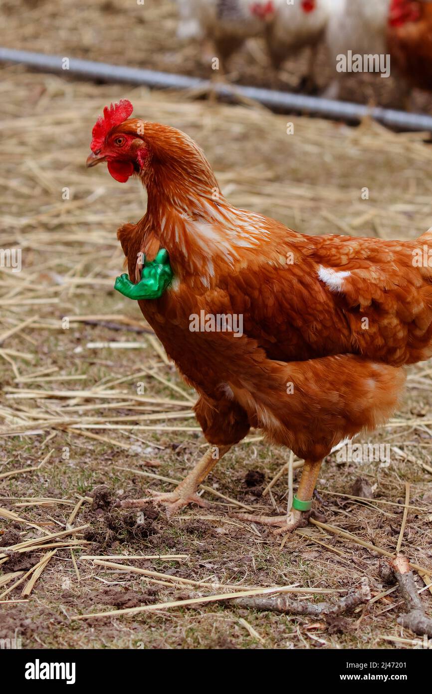 chicken with hulk hands Stock Photo - Alamy