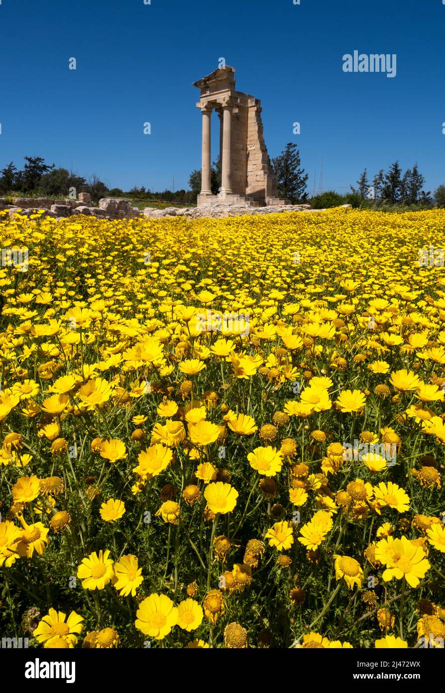 A carpet of Crown daisies (Glebionis coronaria) flowers at Apollo's Te ...