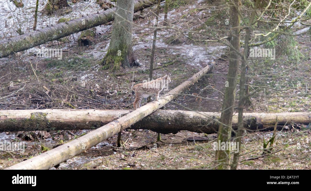 Eurasian lynx, male in spring forest. Lynx hidden in its environment ...