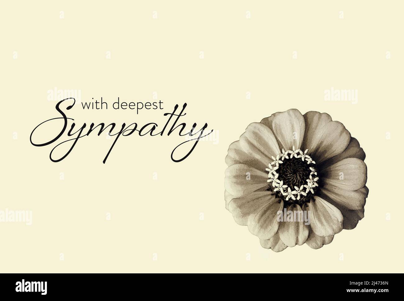 Sympathy card with a flower illustration Stock Photo - Alamy