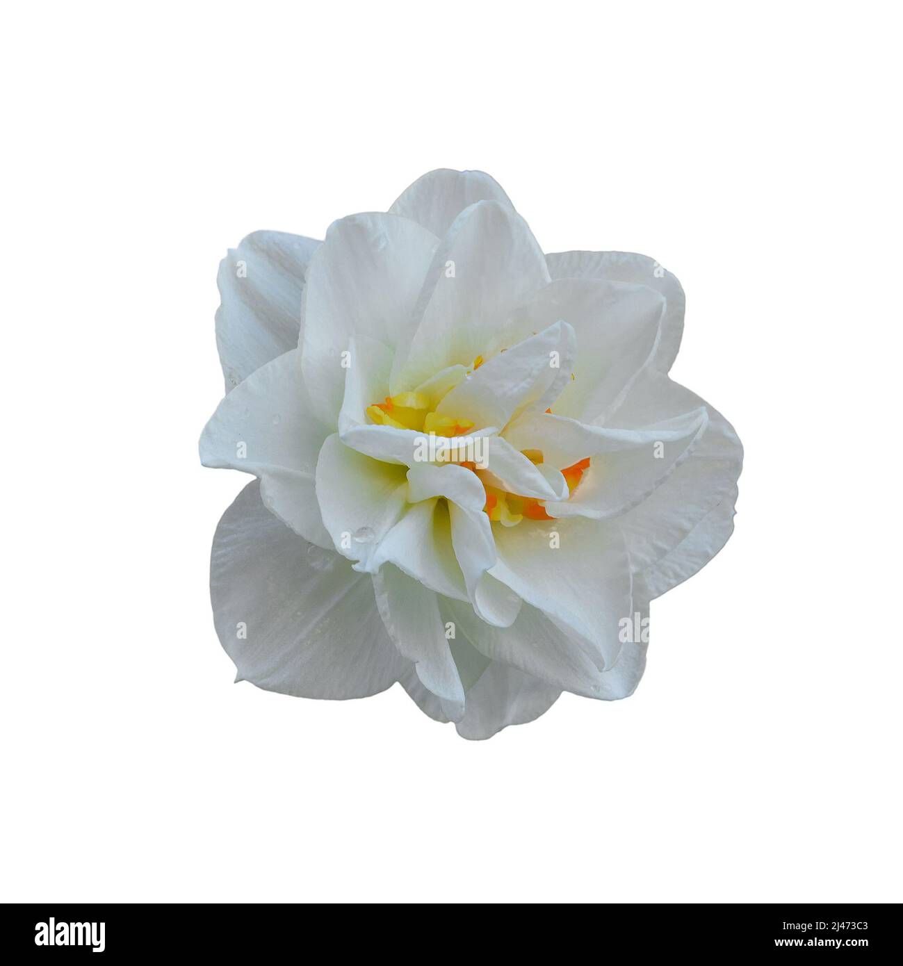 Double daffodil hi-res stock photography and images - Alamy