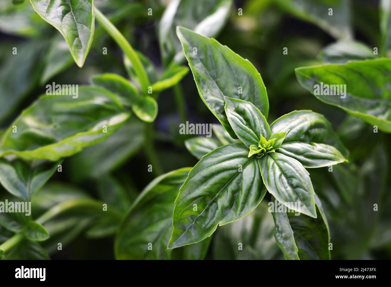 Close up basil leaf growing hi-res stock photography and images - Alamy