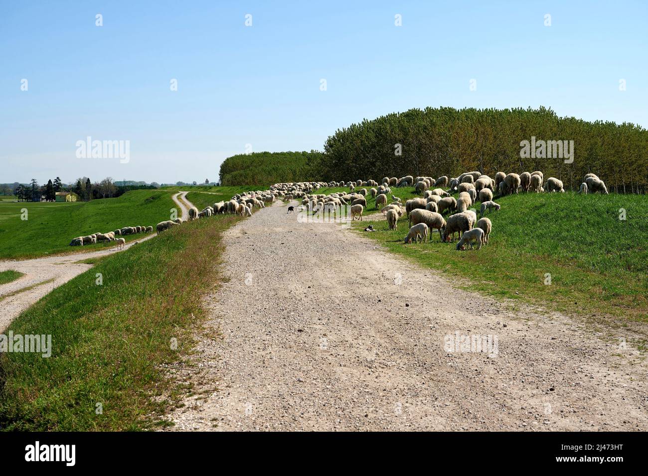 San Nicolò Po (Mn), Italy, a flock of sheep grazing in the floodplain ...