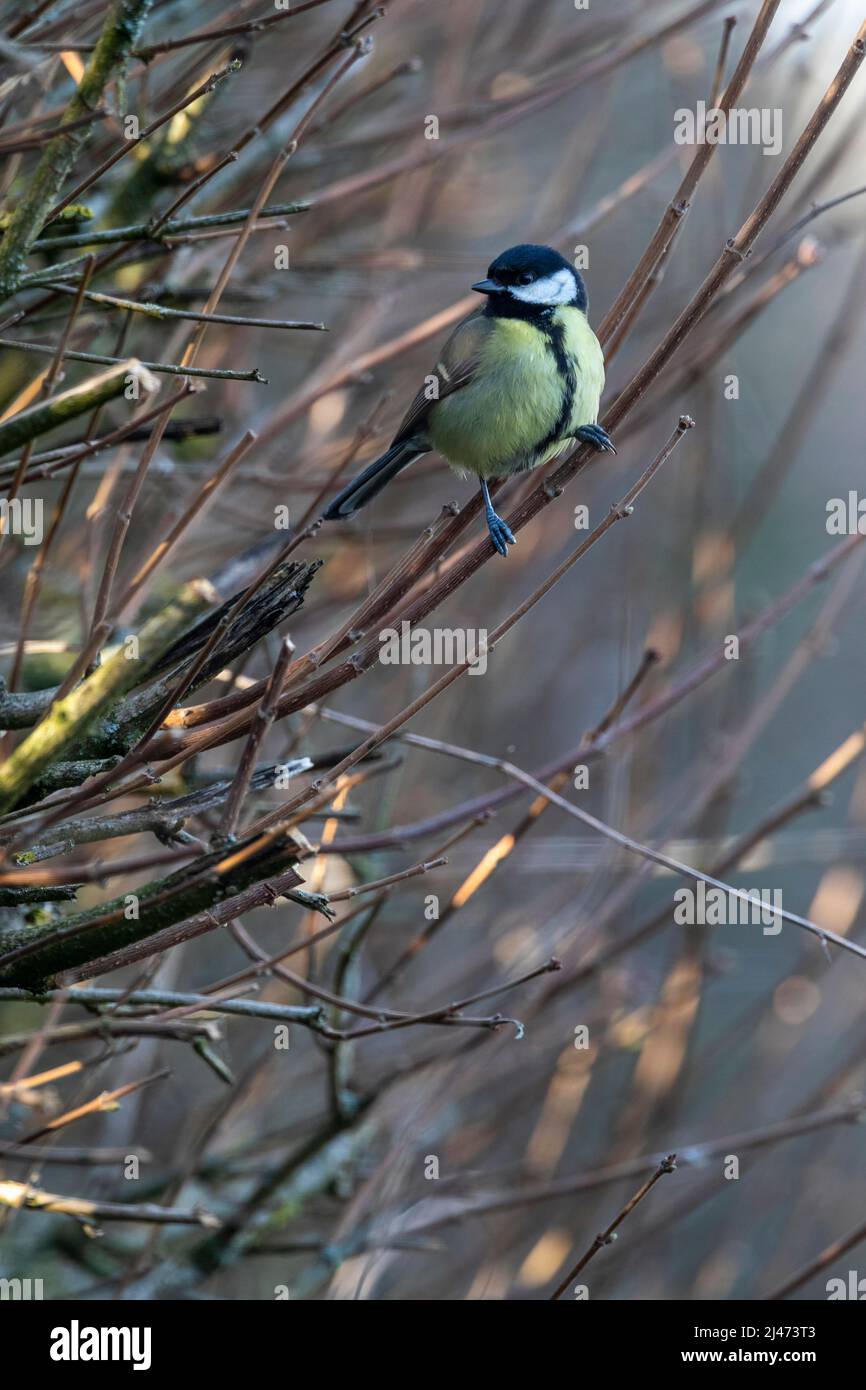 Great tit - Paus major Stock Photo - Alamy