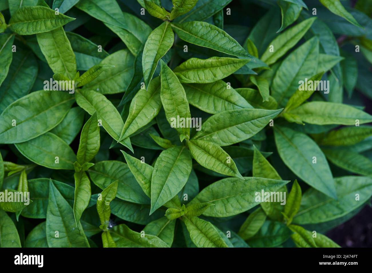 Phlox Leaves