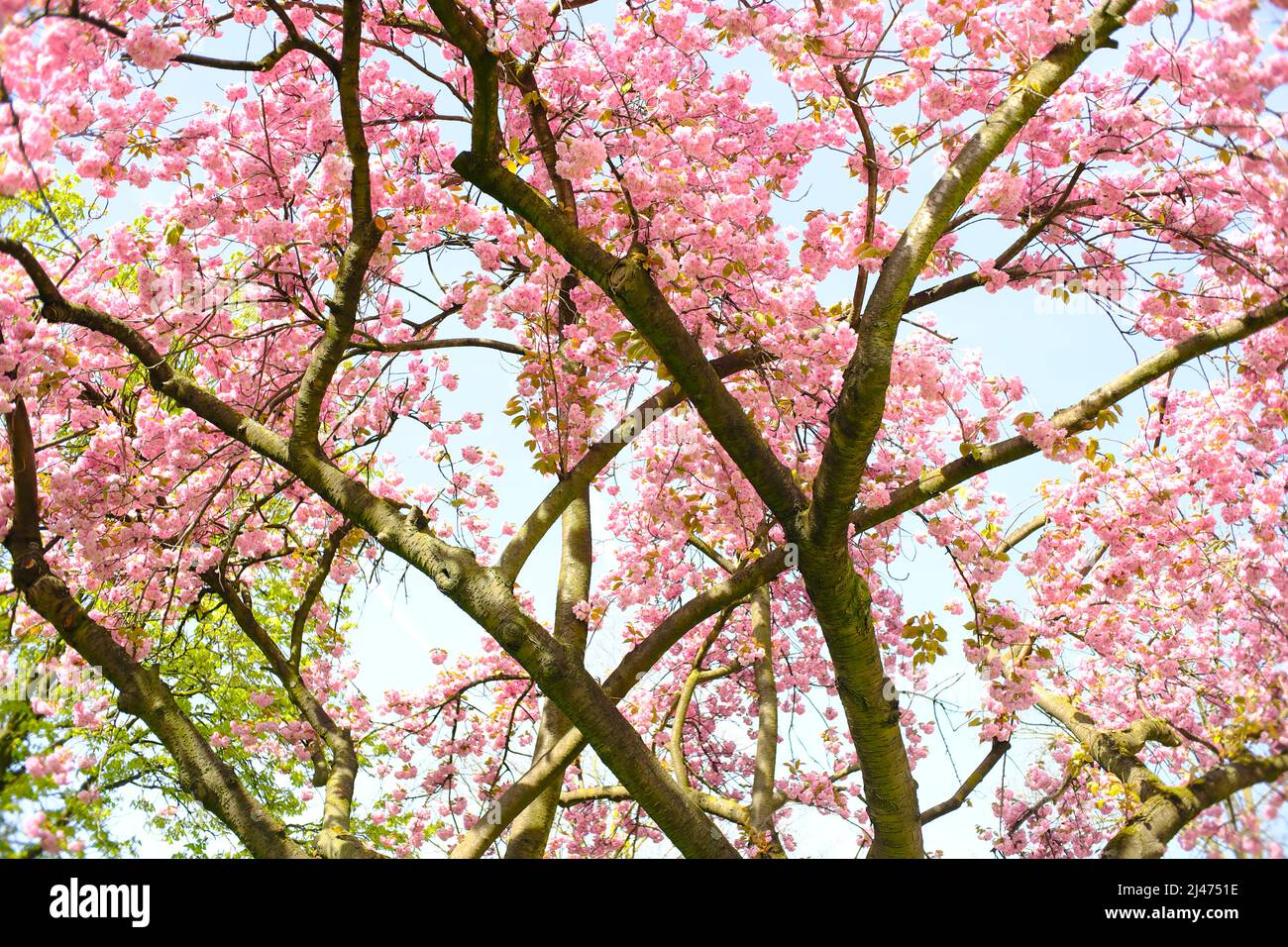 Spring has arrived with cherry blossoms on a cherry tree,seasonal ...