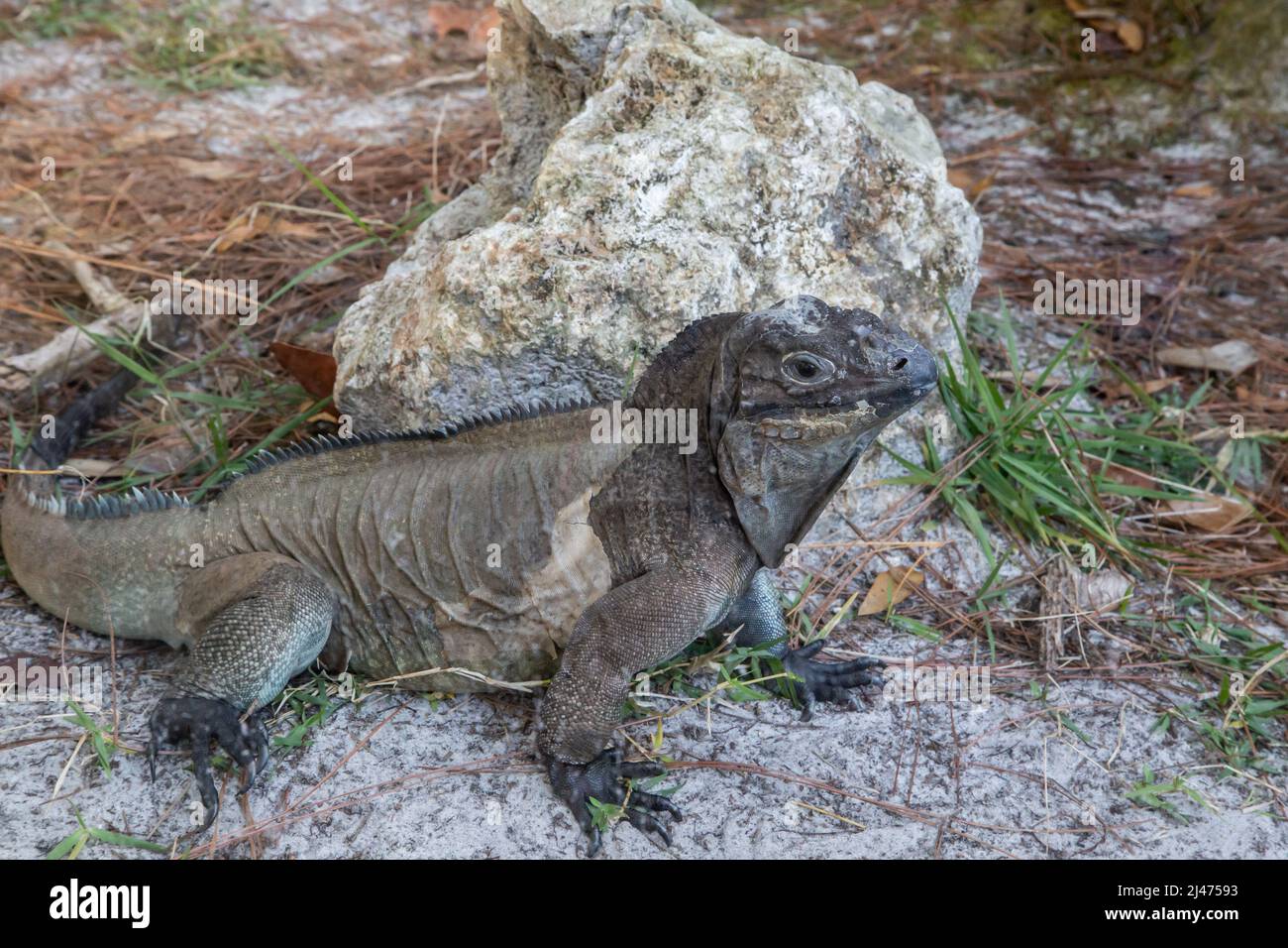 Rhinoceros Iguana -- type of lizard endemic to Hispaniola (Dominican ...