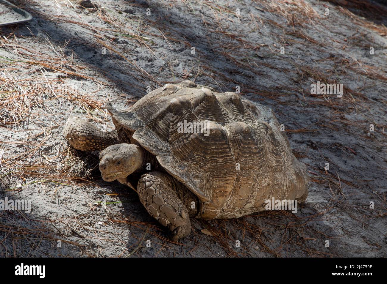 African Spur Thigh Tortoise at Reptile Discovery Center is largest ...