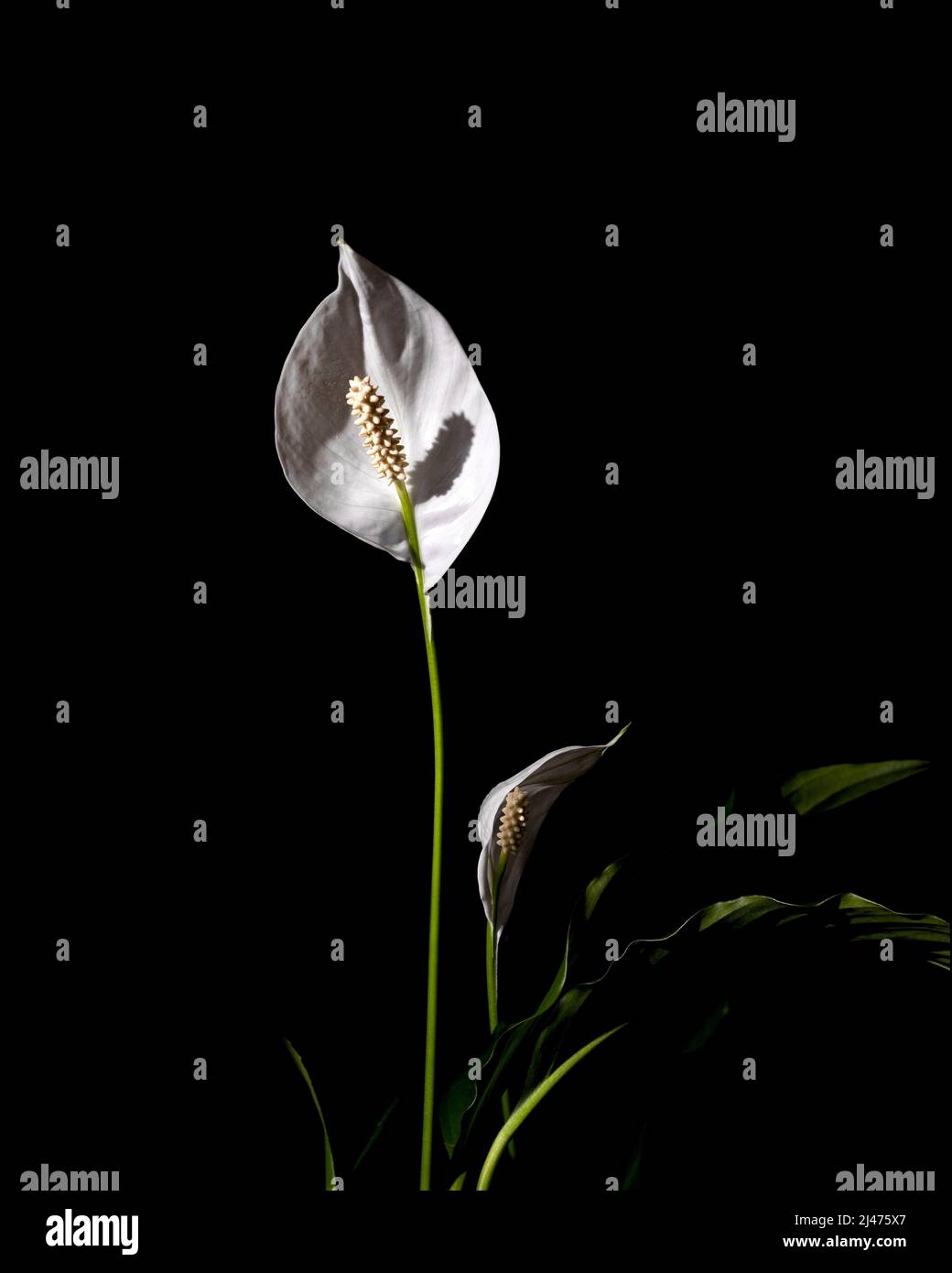 Selectively illuminated beautiful white flower on a black background ...