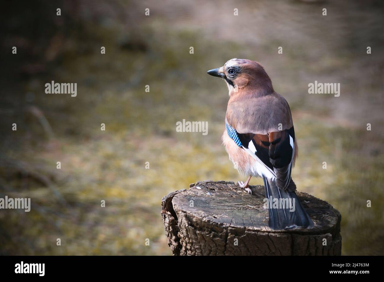 Jay tree trunk hi-res stock photography and images - Alamy