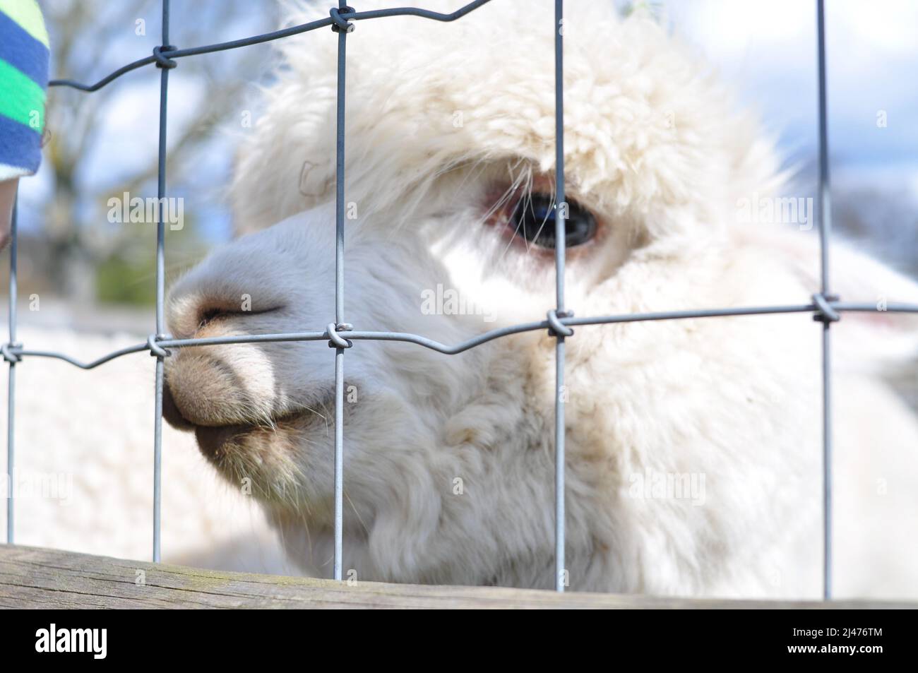 White curly lama grazing on the farm in spring Stock Photo - Alamy