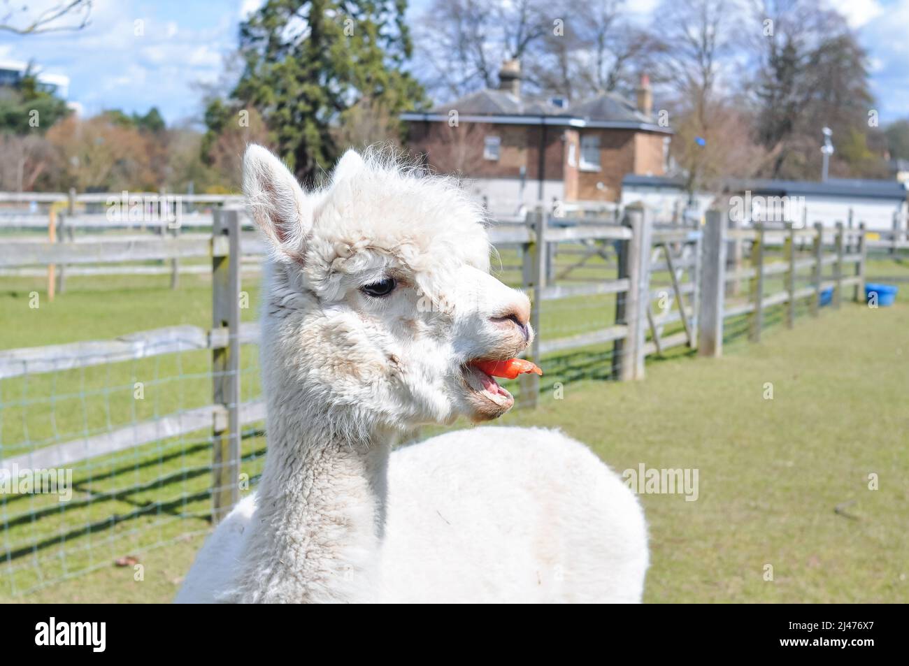 White curly lama grazing on the farm in spring Stock Photo - Alamy