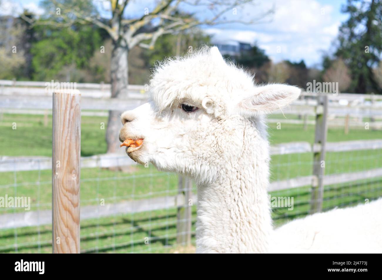 Lama zoo eating animals in hi-res stock photography and images - Alamy