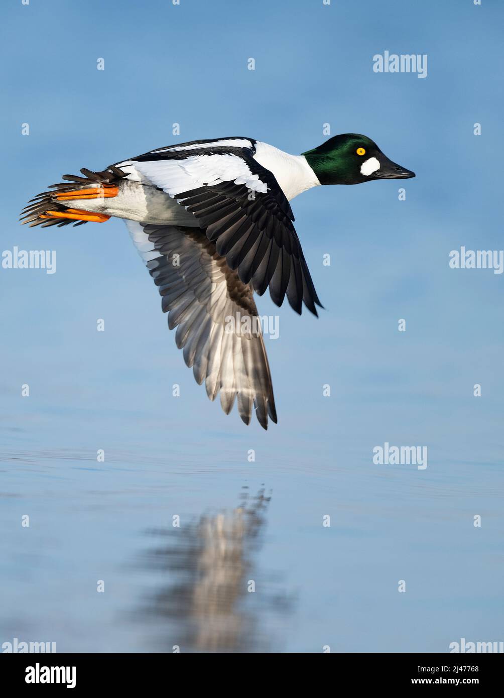 A drake Goldeneye on a spring day Stock Photo - Alamy