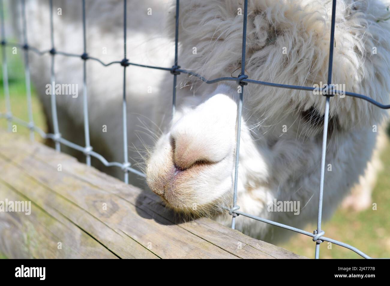 White curly lama grazing on the farm in spring Stock Photo - Alamy