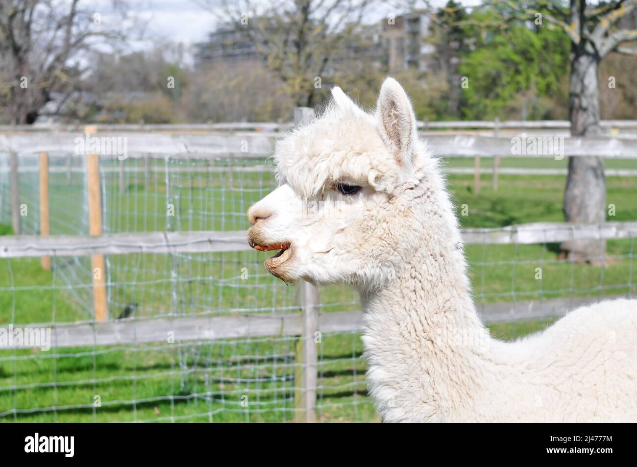 White curly lama grazing on the farm in spring Stock Photo - Alamy
