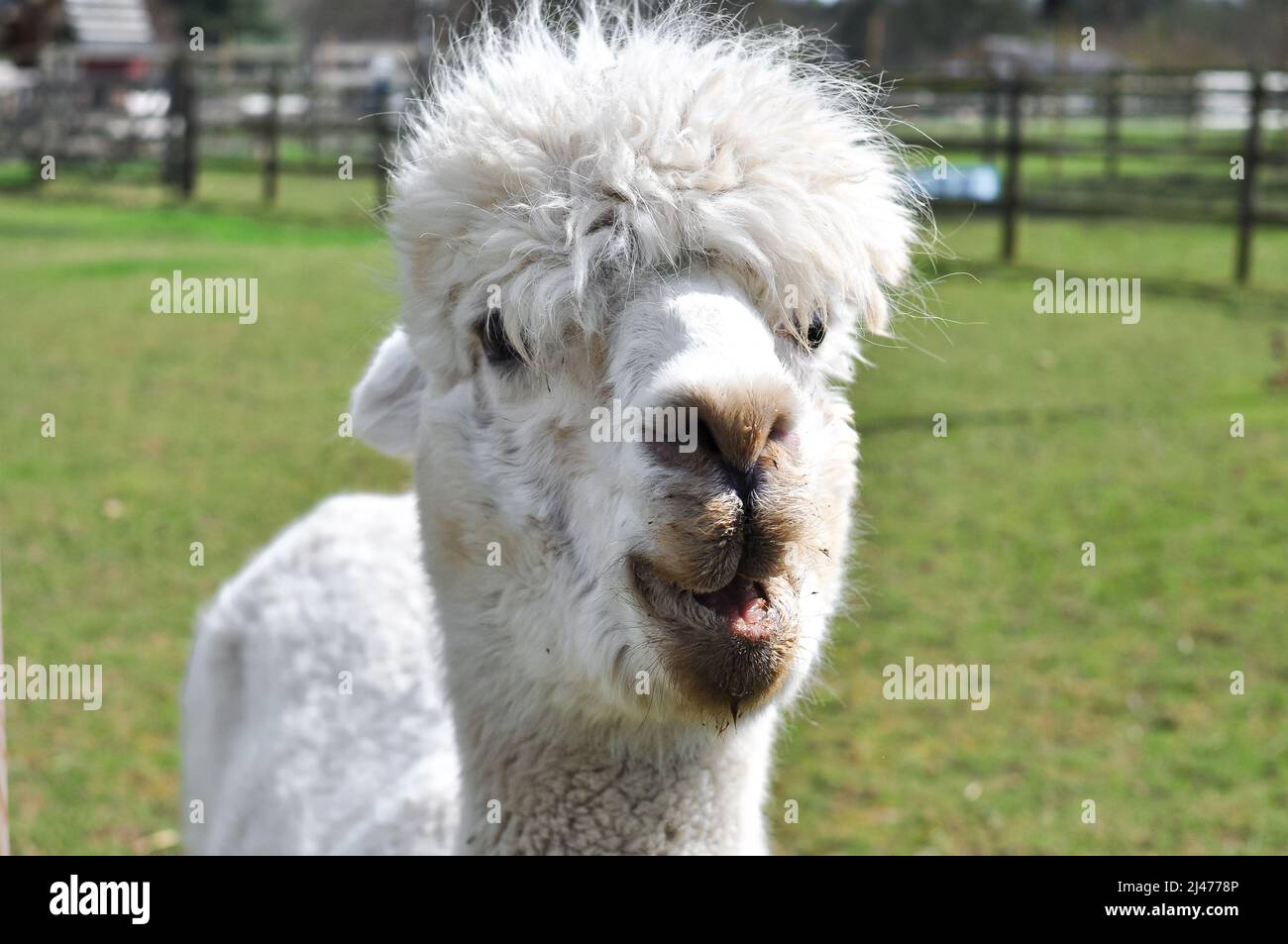 White curly lama grazing on the farm in spring Stock Photo - Alamy