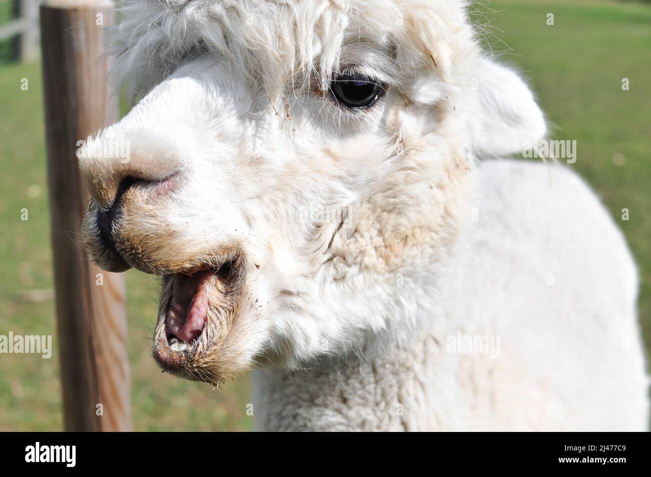 White curly lama grazing on the farm in spring Stock Photo - Alamy