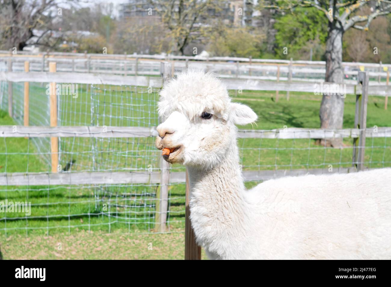 White curly lama grazing on the farm in spring Stock Photo - Alamy