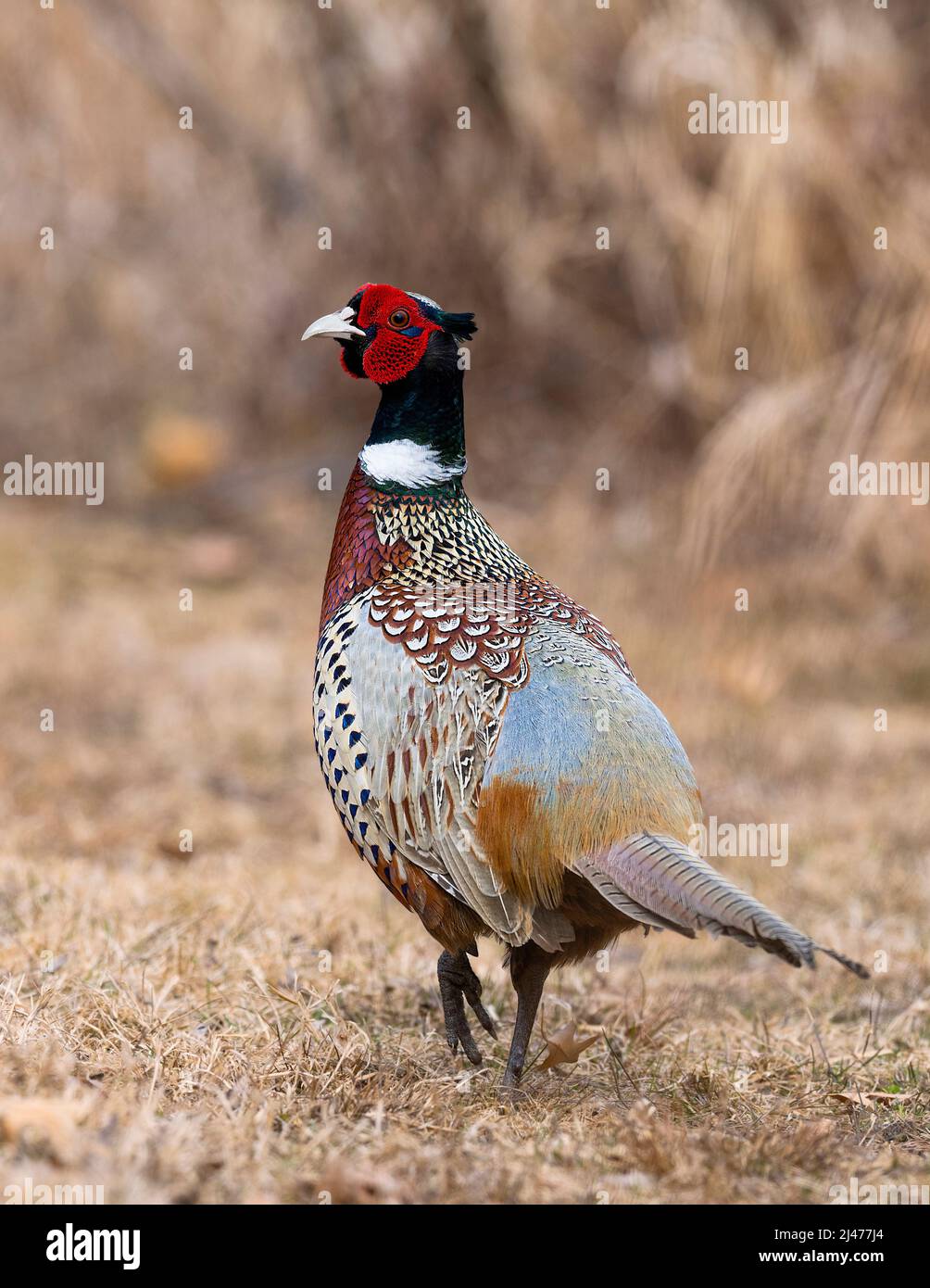 A rooster Pheasant in the spring in South Dakota during the breeding ...