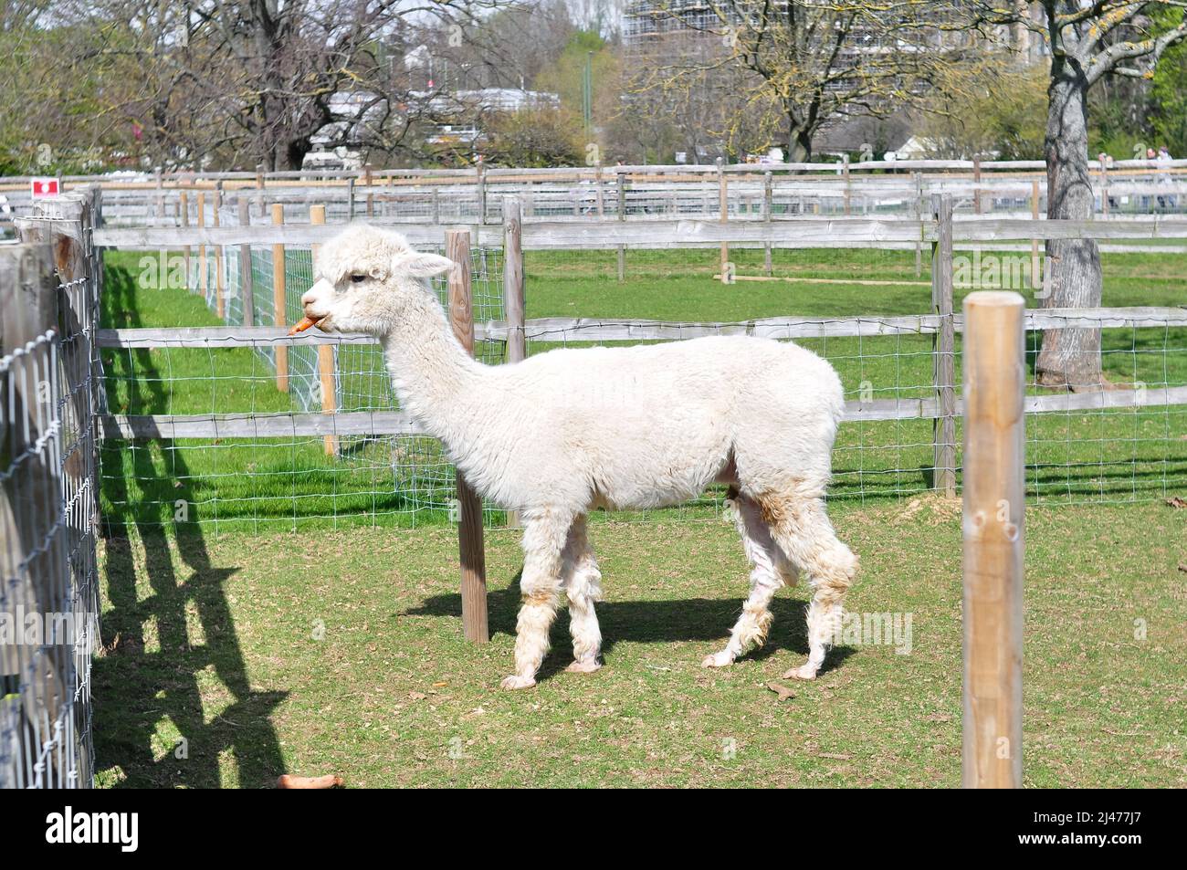 White curly lama grazing on the farm in spring Stock Photo - Alamy