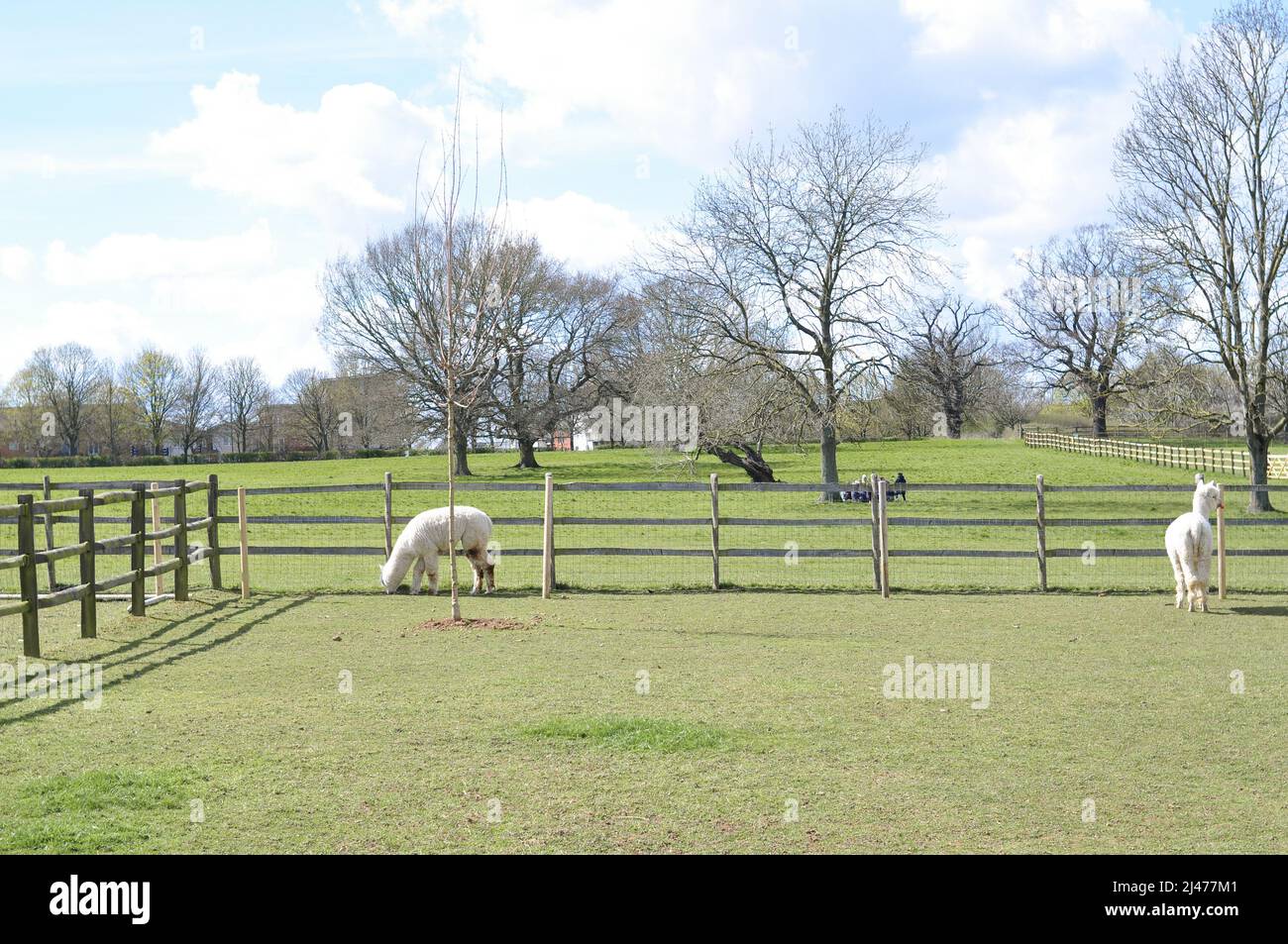 White curly lama grazing on the farm in spring Stock Photo - Alamy