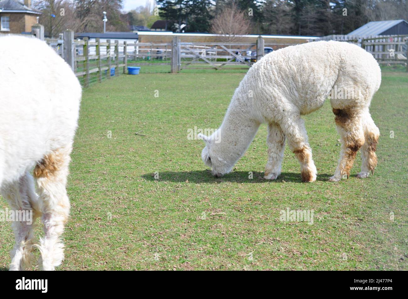 White curly lama grazing on the farm in spring Stock Photo - Alamy