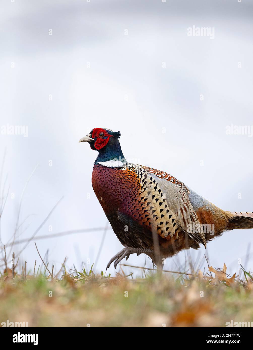 A rooster Pheasant in the spring in South Dakota during the breeding ...