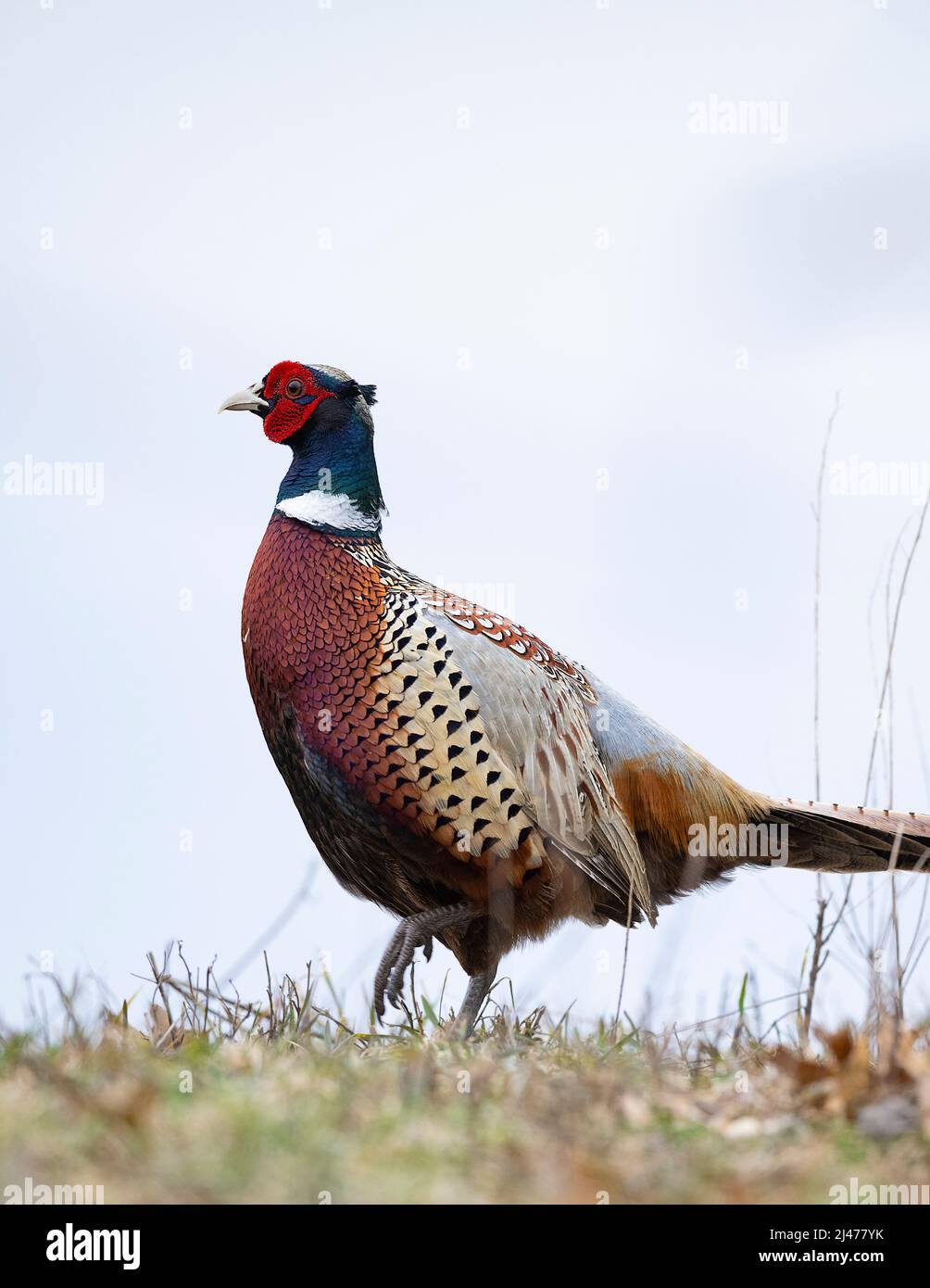 A rooster Pheasant in the spring in South Dakota during the breeding ...