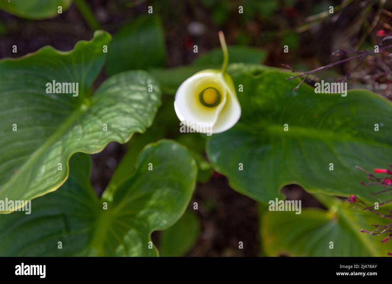 Single zantedeschia aethiopica (known as calla lily or arum lily ...