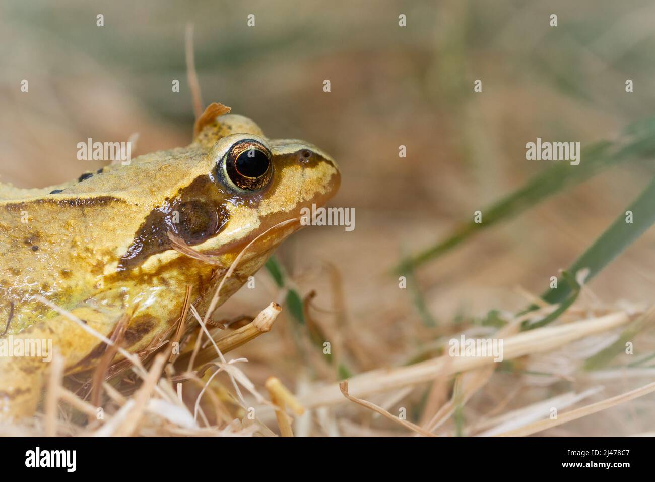 The common frog (Rana temporaria) wanders through the grassland of the ...