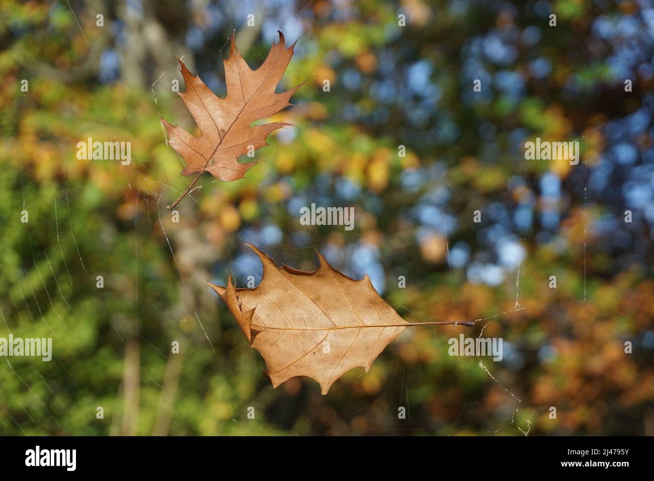 closeup of two fall leaves caught on a spider web in the wind Stock ...