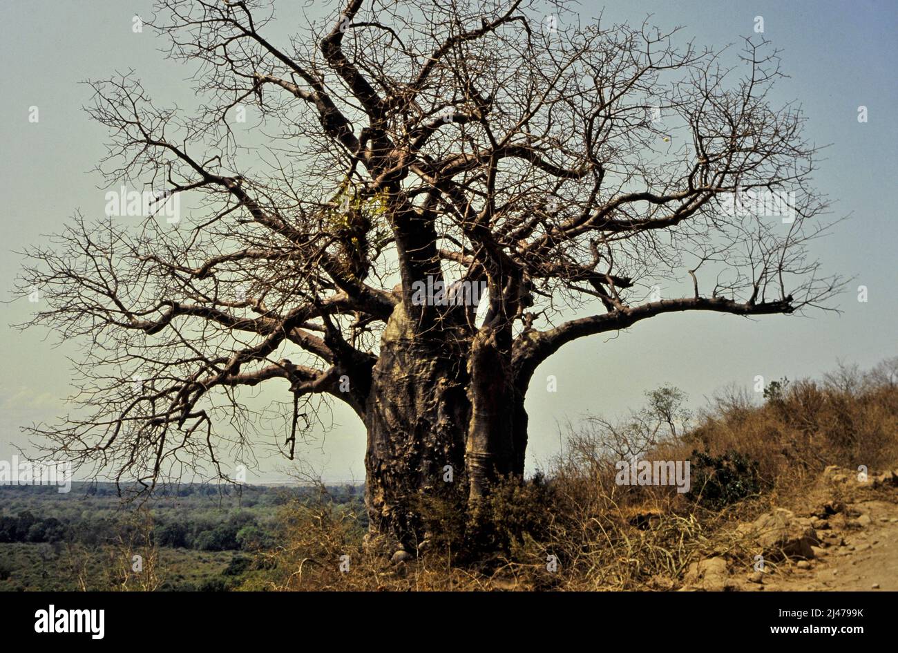 huge baobab tree in Africa Stock Photo - Alamy