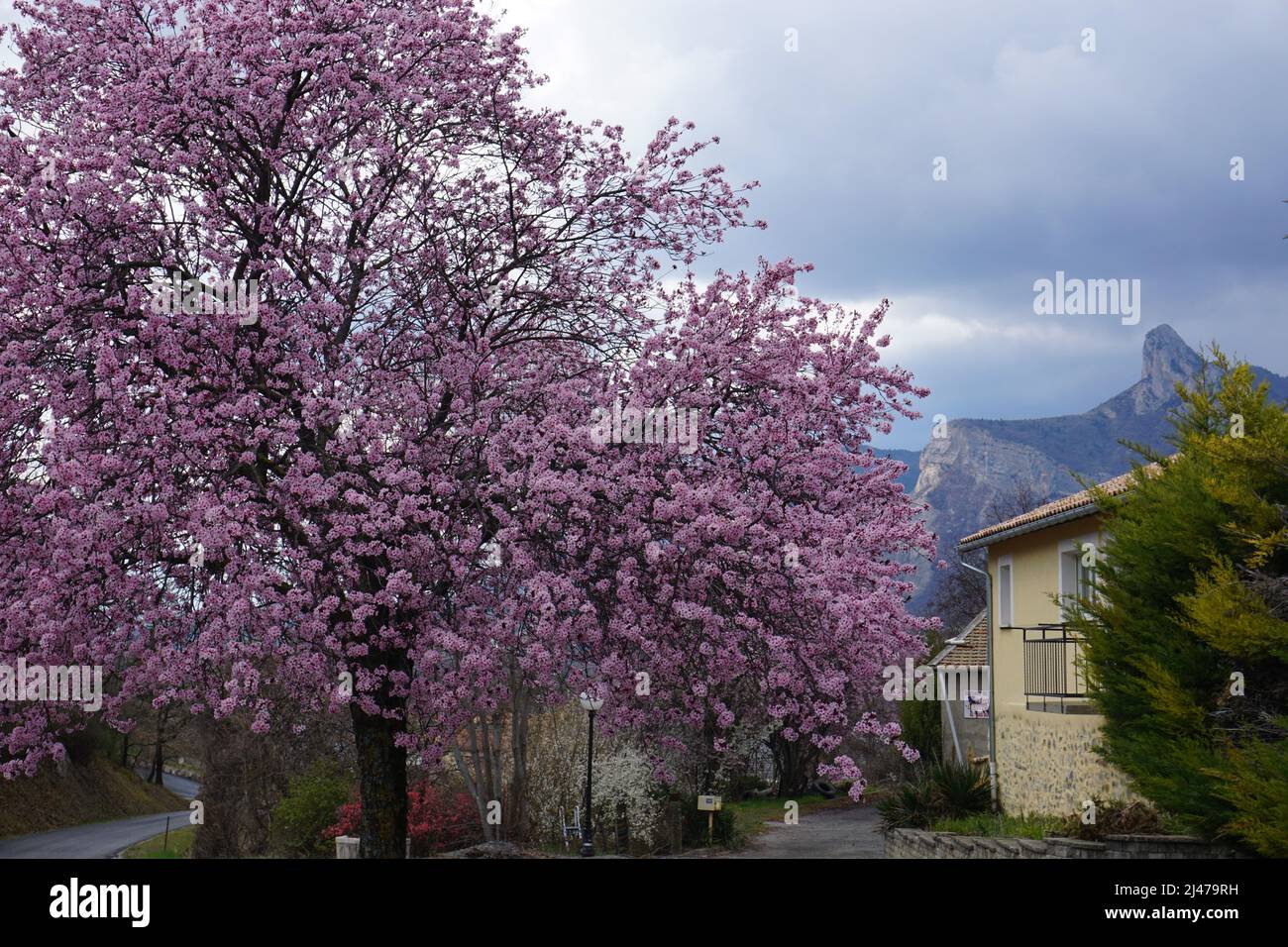 pink cherry tree in full bloom in the southern alps, france Stock Photo ...