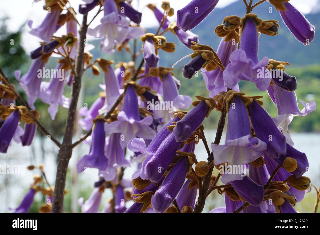 Open and closed flowers hi-res stock photography and images - Alamy