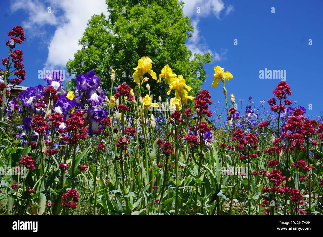 Colorful wild flowers hi-res stock photography and images - Alamy