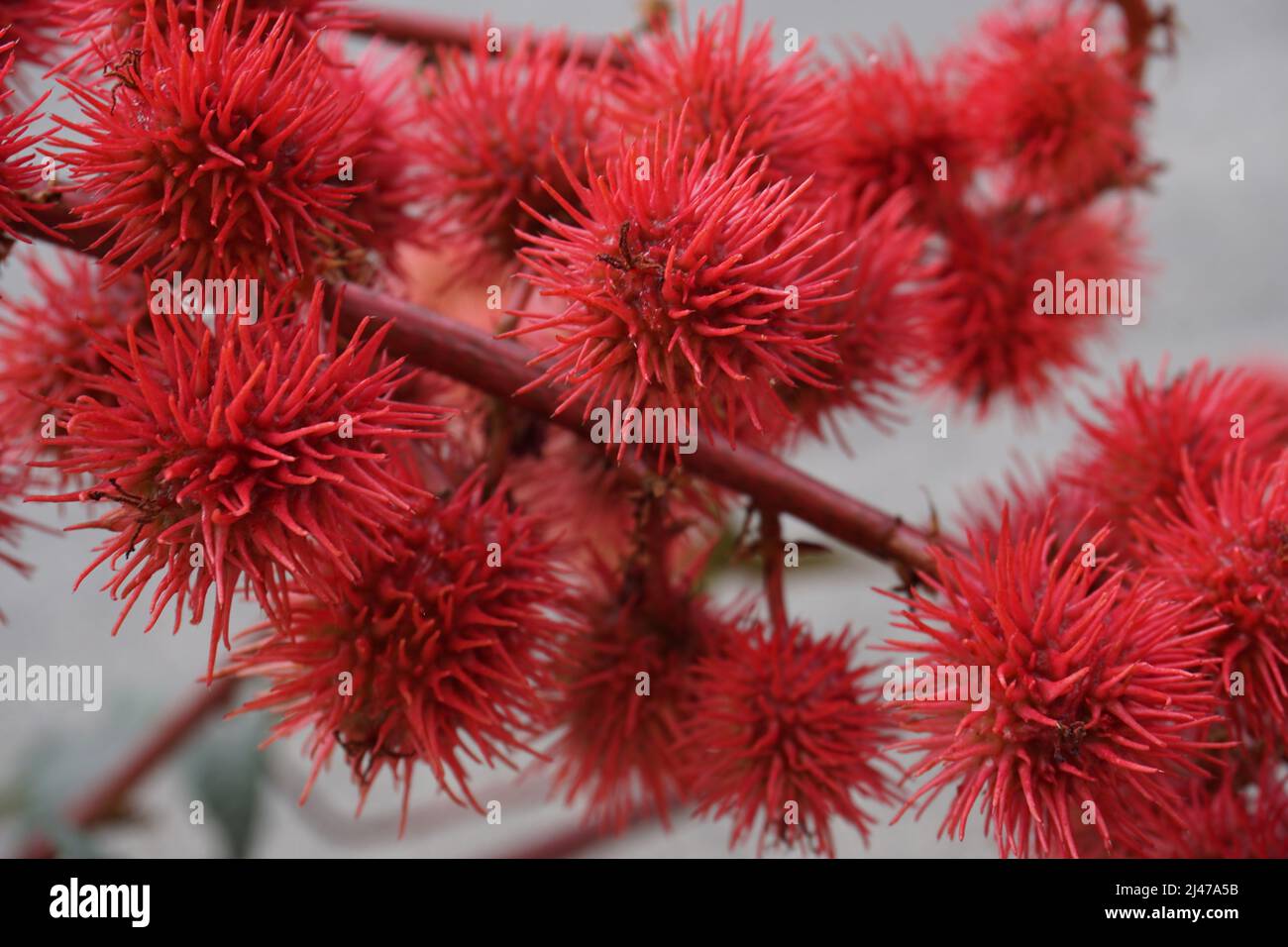 Red spiky flowers hi-res stock photography and images - Alamy