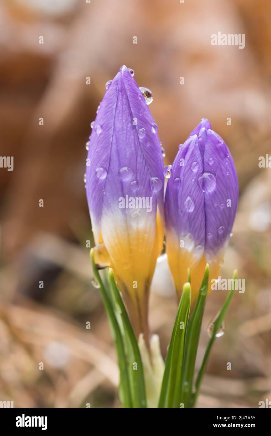 Purple crocuses after rain hi-res stock photography and images - Alamy