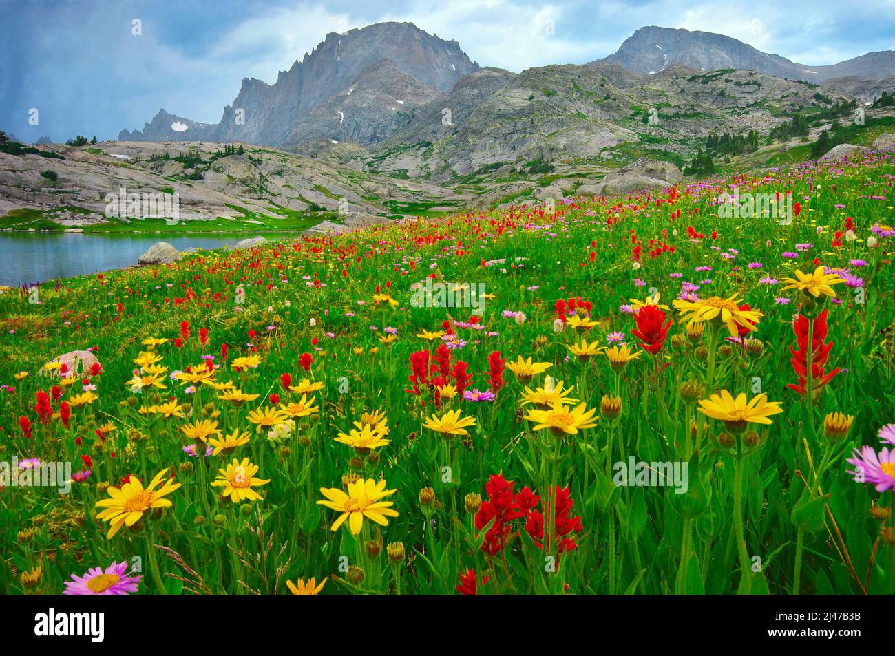 Wildflowers below Fremont Peak, Wind River Range, Wyoming Stock Photo ...