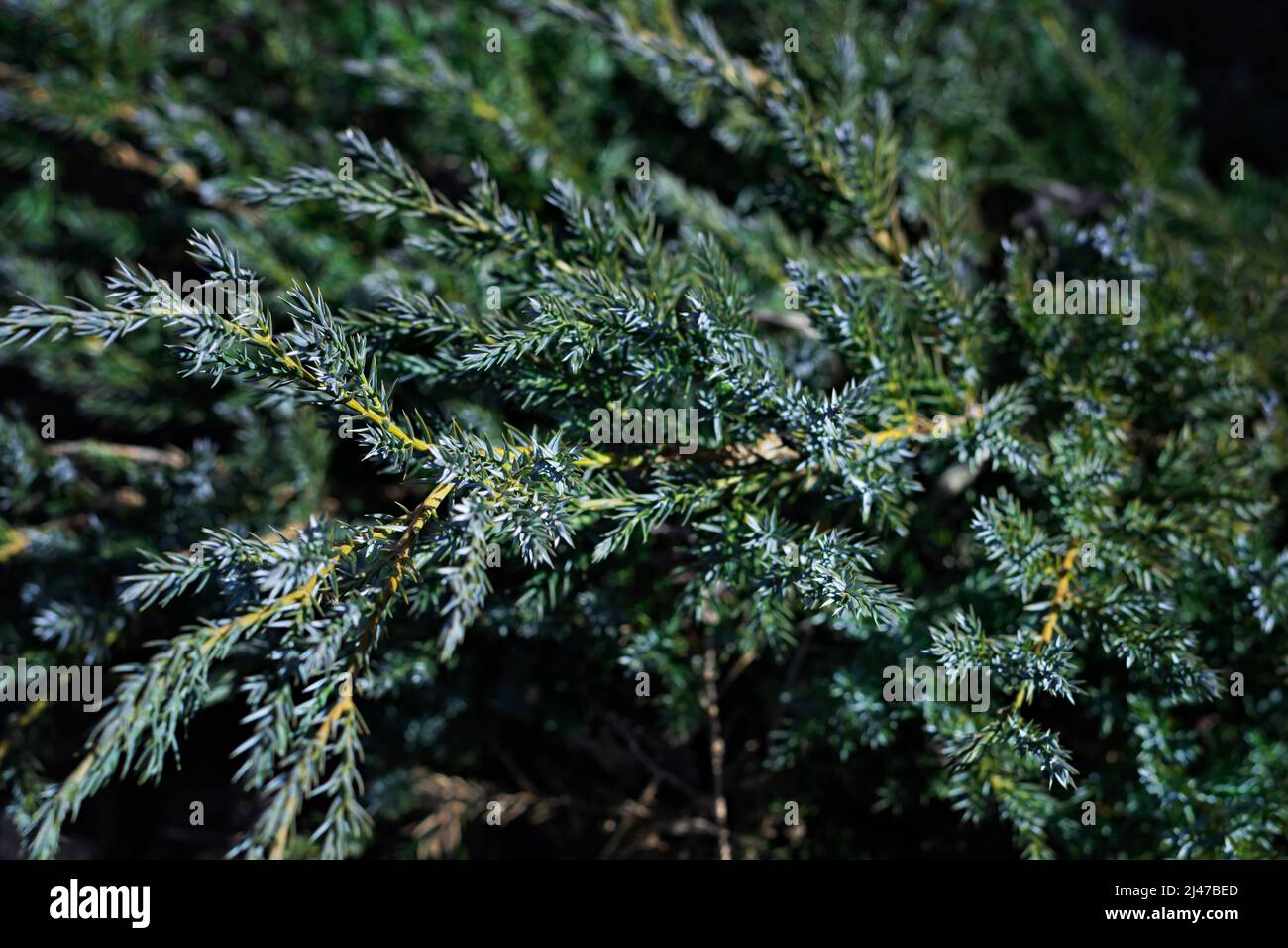 A beautiful bush of juniper, an evergreen coniferous plant of the ...