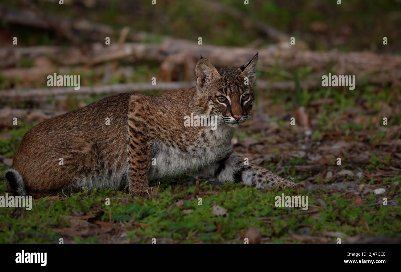 A bobcat hunting Stock Photo - Alamy