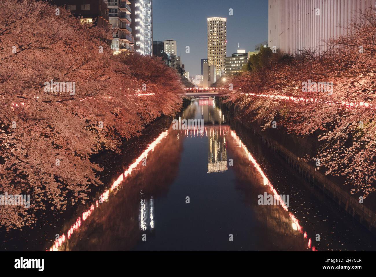 Beautiful riverside by night with cherry blossom trees and lights Stock ...