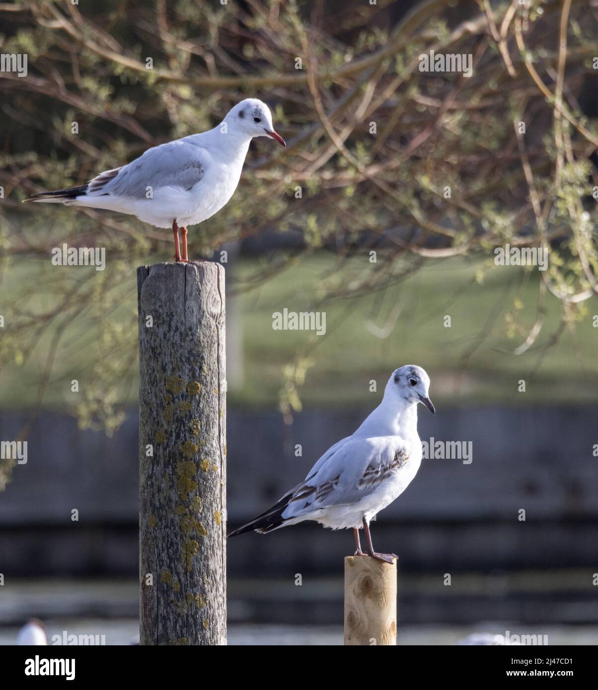 Black headed gull first winter plumage hi-res stock photography and ...