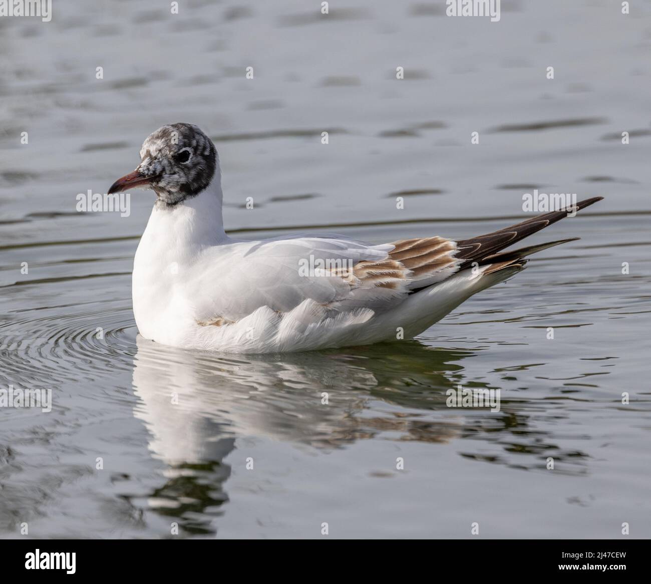 Black headed gull first winter plumage hi-res stock photography and ...