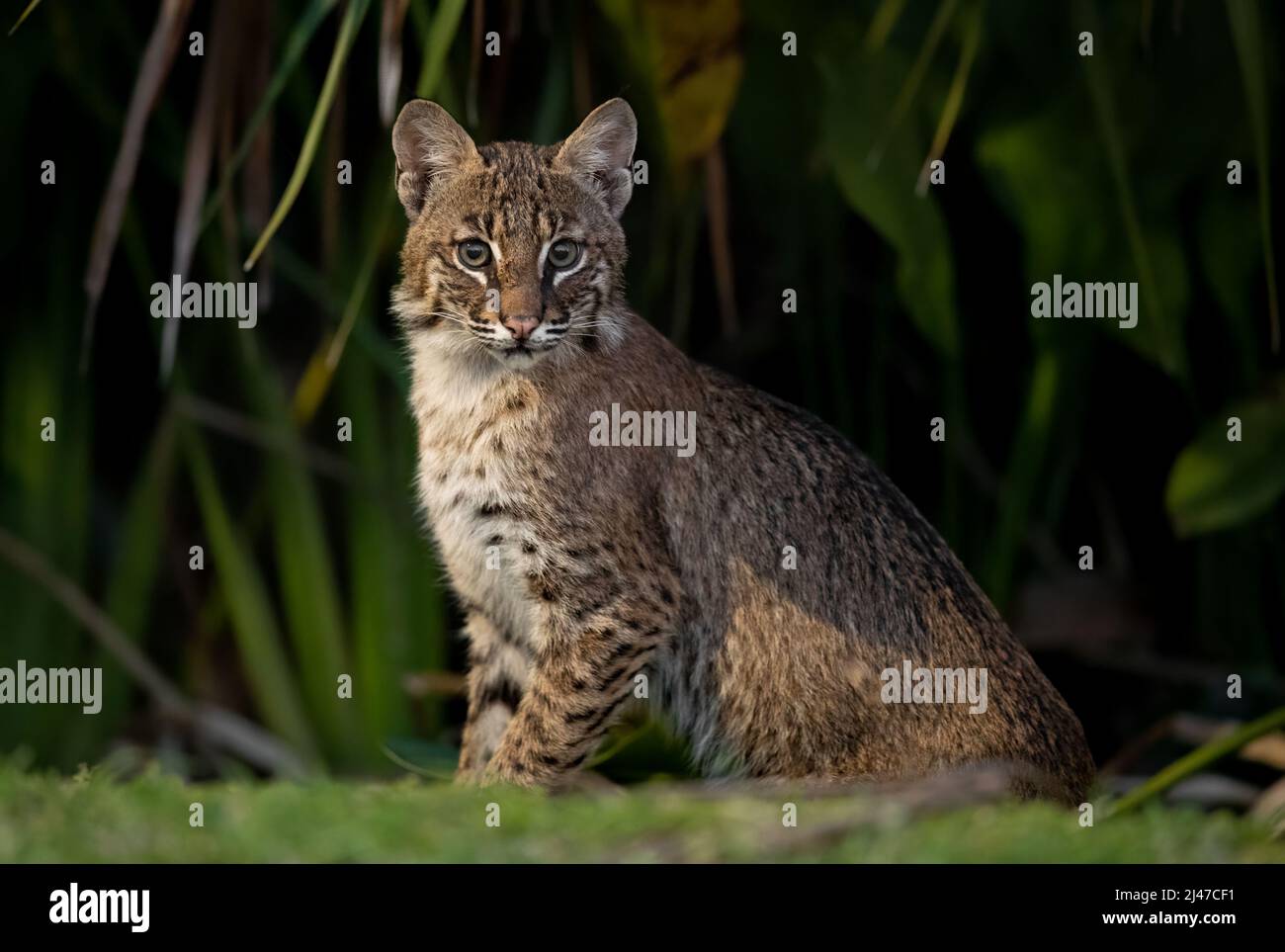 Bobcat rocky mountains hi-res stock photography and images - Alamy