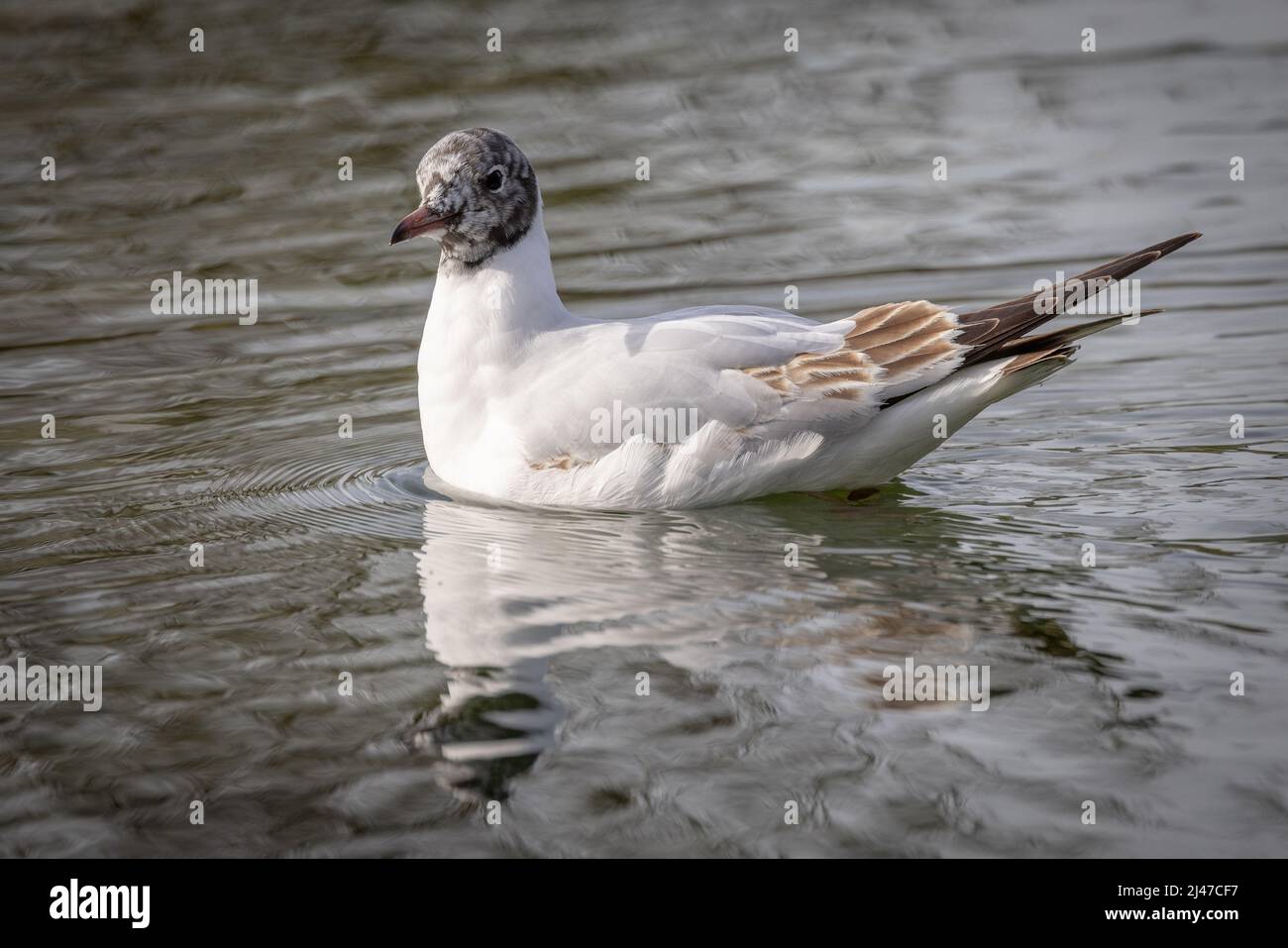 Black headed gull first winter plumage hi-res stock photography and ...