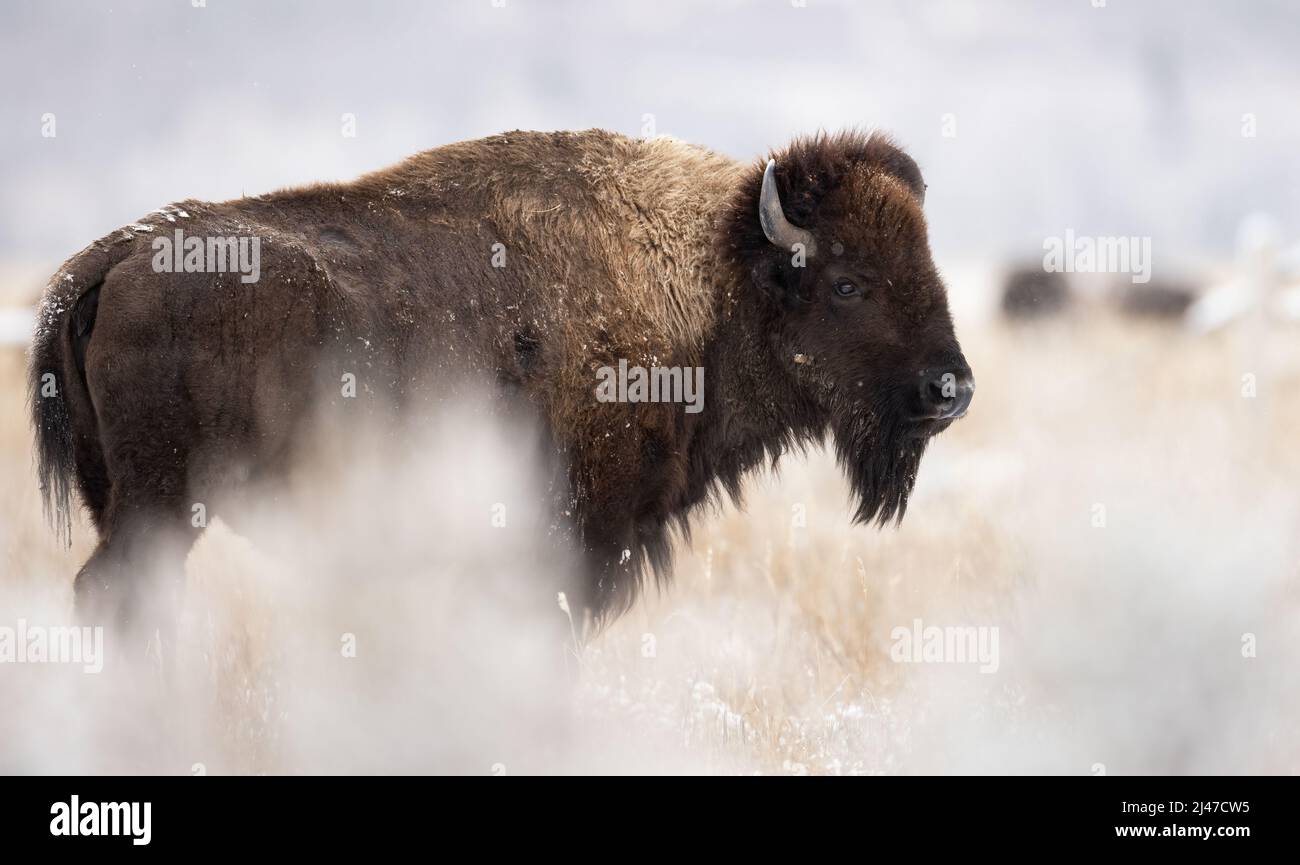Bison in Grand Teton National Park Stock Photo - Alamy