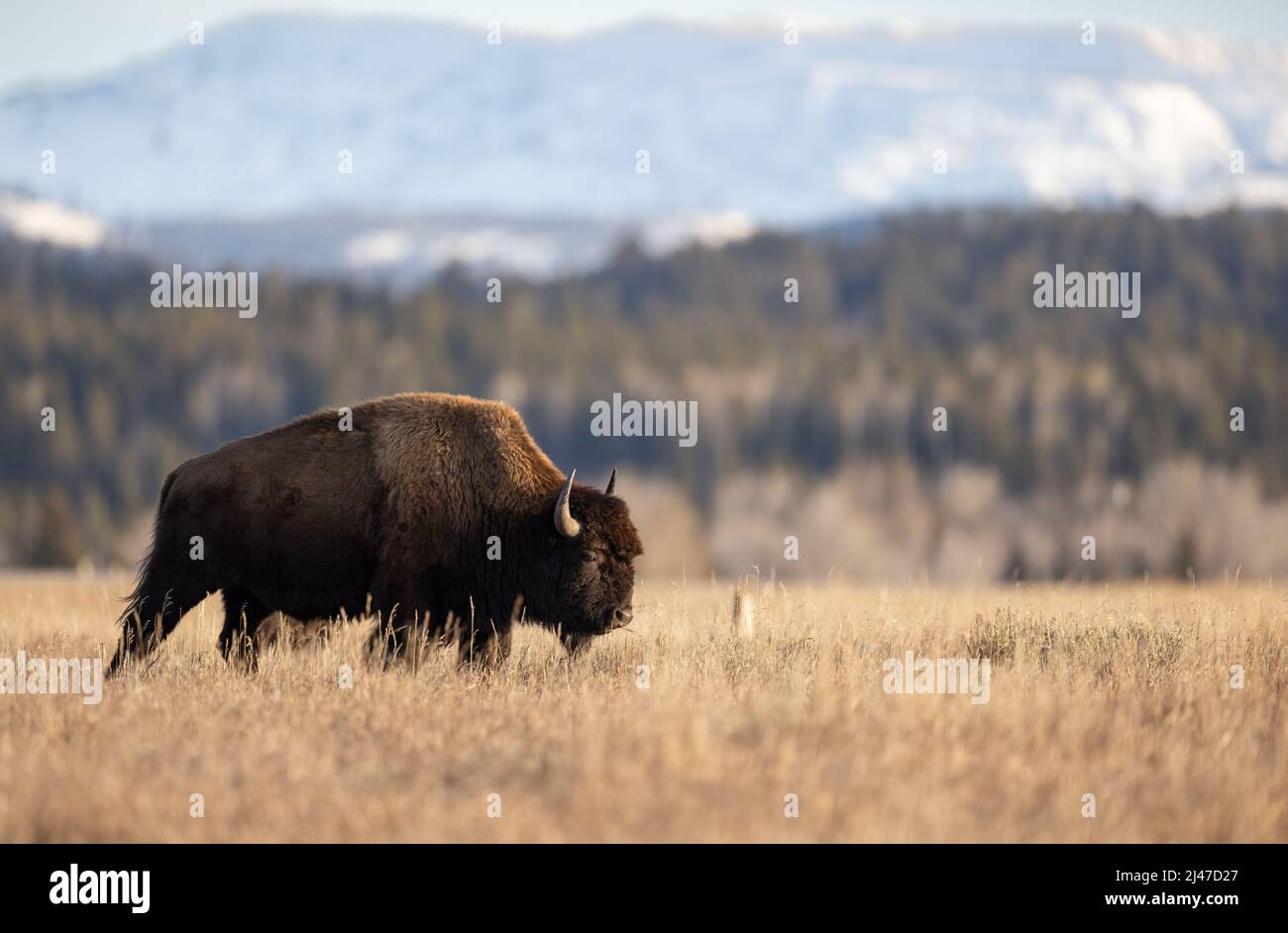 Bison in Grand Teton National Park Stock Photo - Alamy