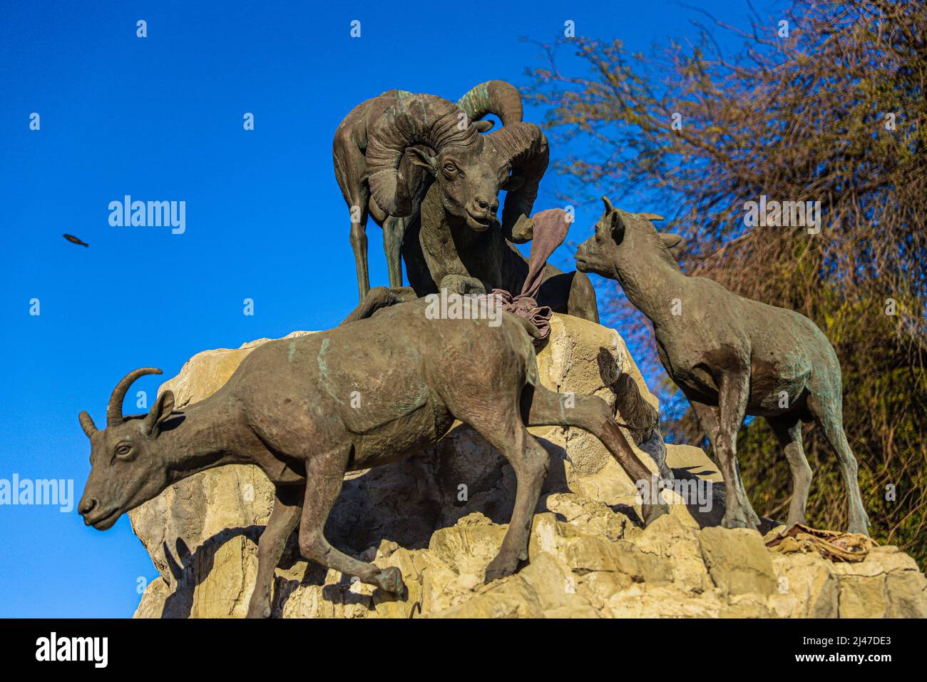 Figura o estatua de borrego cimarron, cimarrones, animal del desierto ...