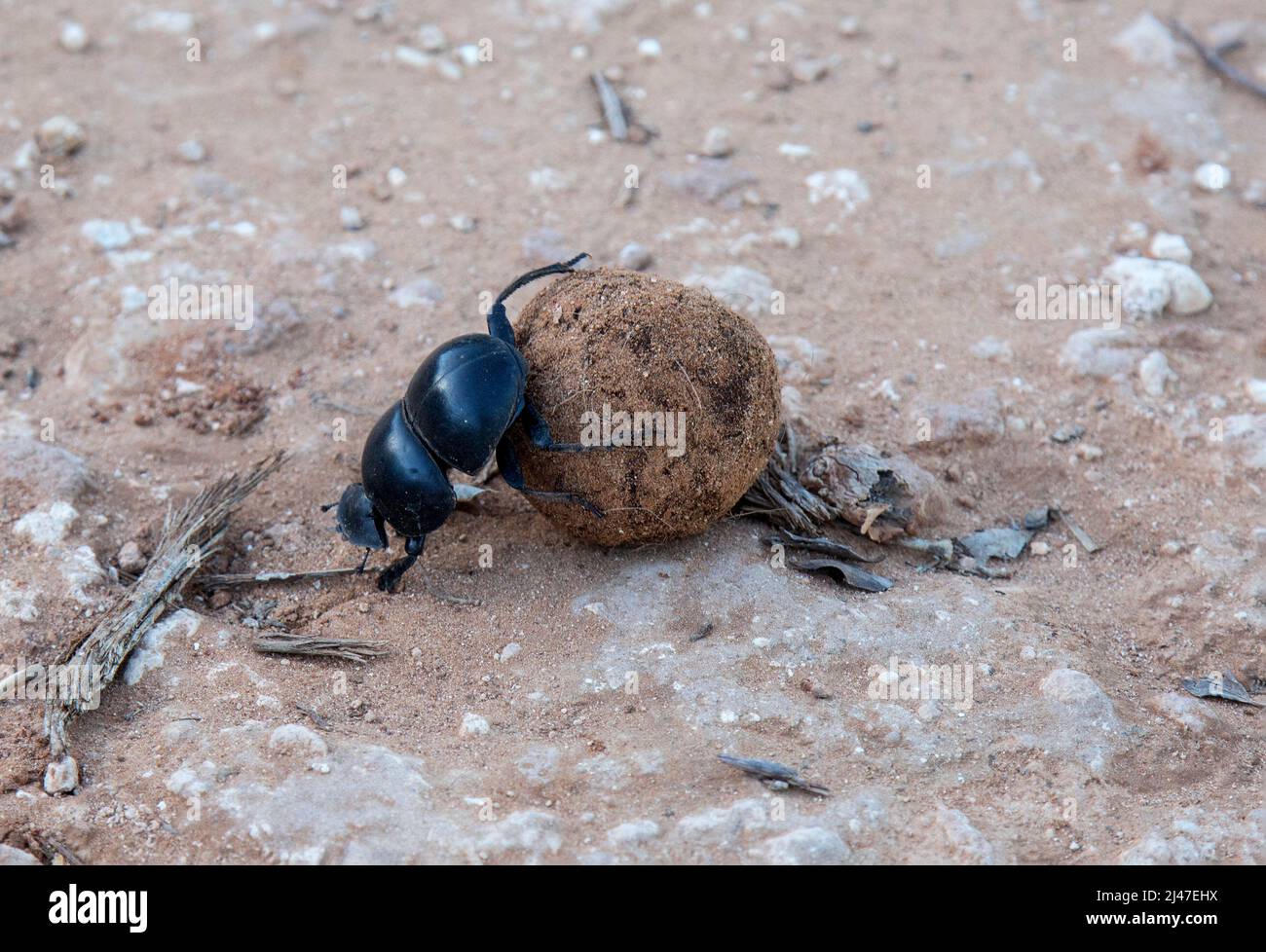 A Flightless Dung Beetle, Circellium Bacchus, pushes a rolled up dung ...